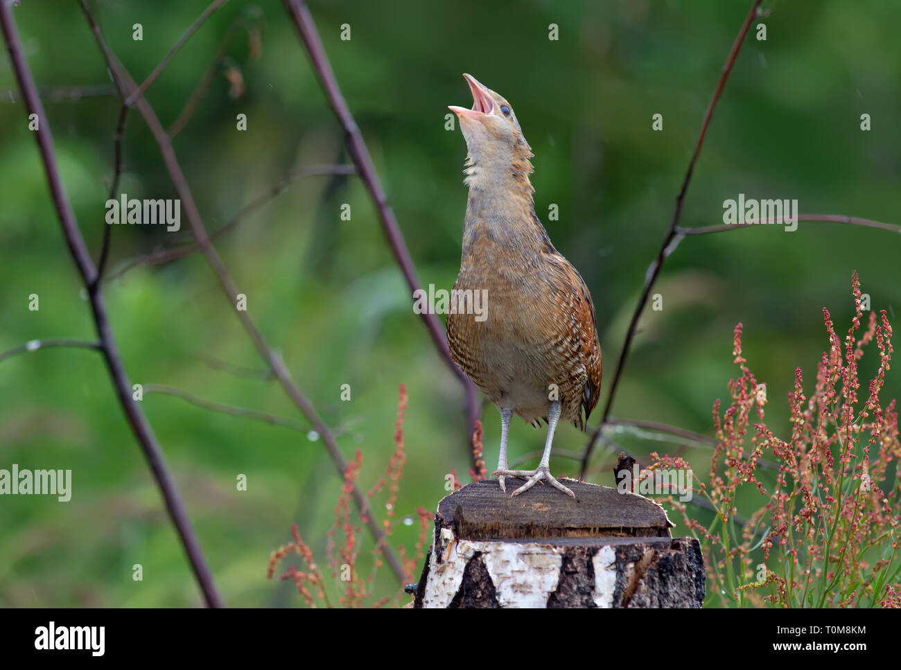 Singing solo hi-res stock photography and images - Alamy