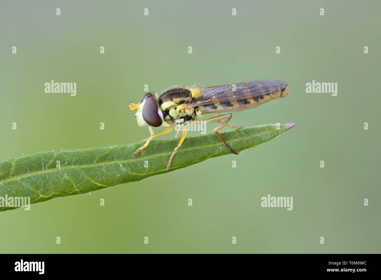 Beneficial insect hi-res stock photography and images - Alamy