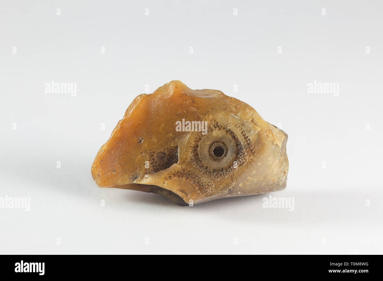 Fossil impression hi-res stock photography and images - Alamy