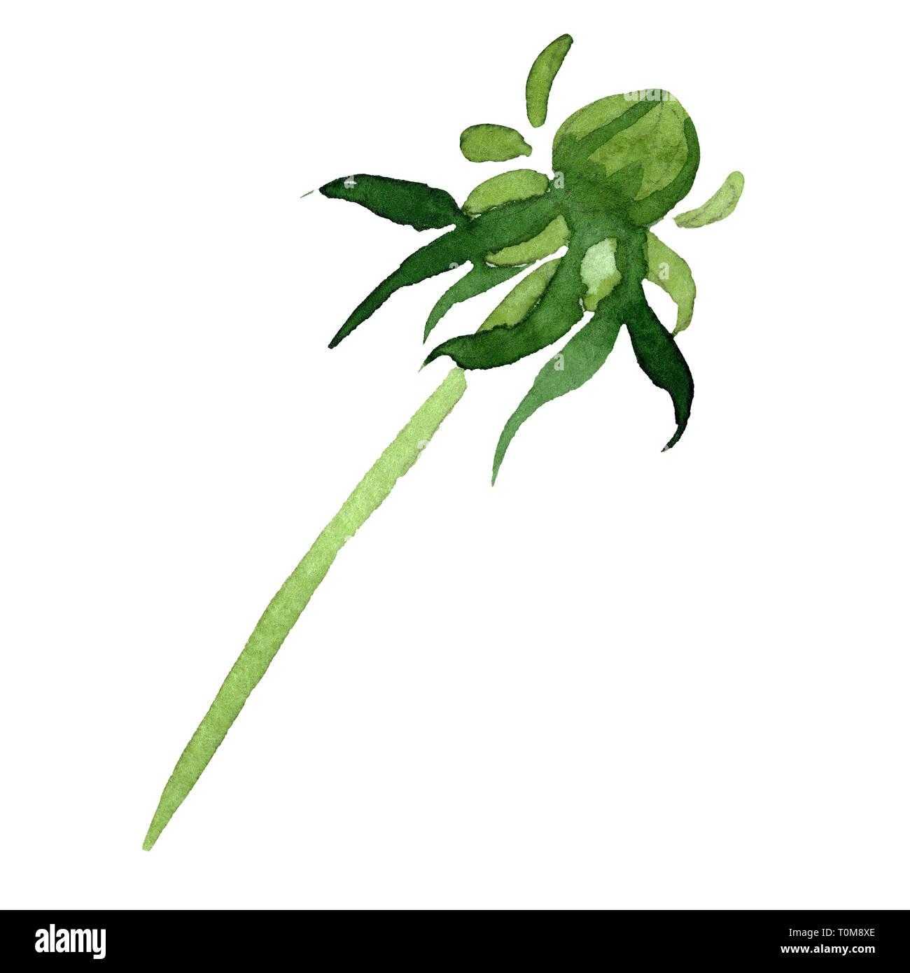 Aster green bud floral botanical flower. Watercolor background ...