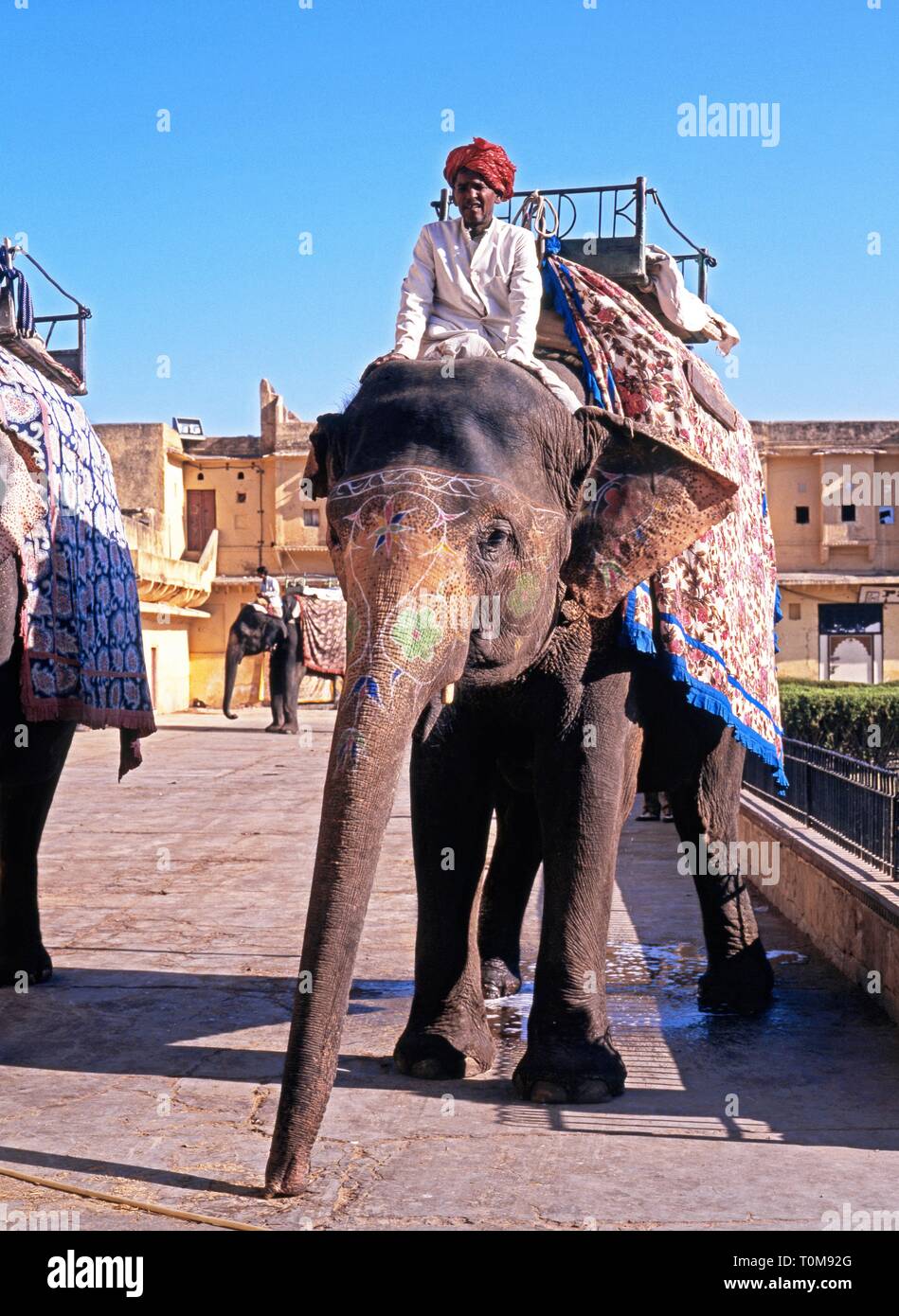 Indian man sitting on elephant hi-res stock photography and images - Alamy