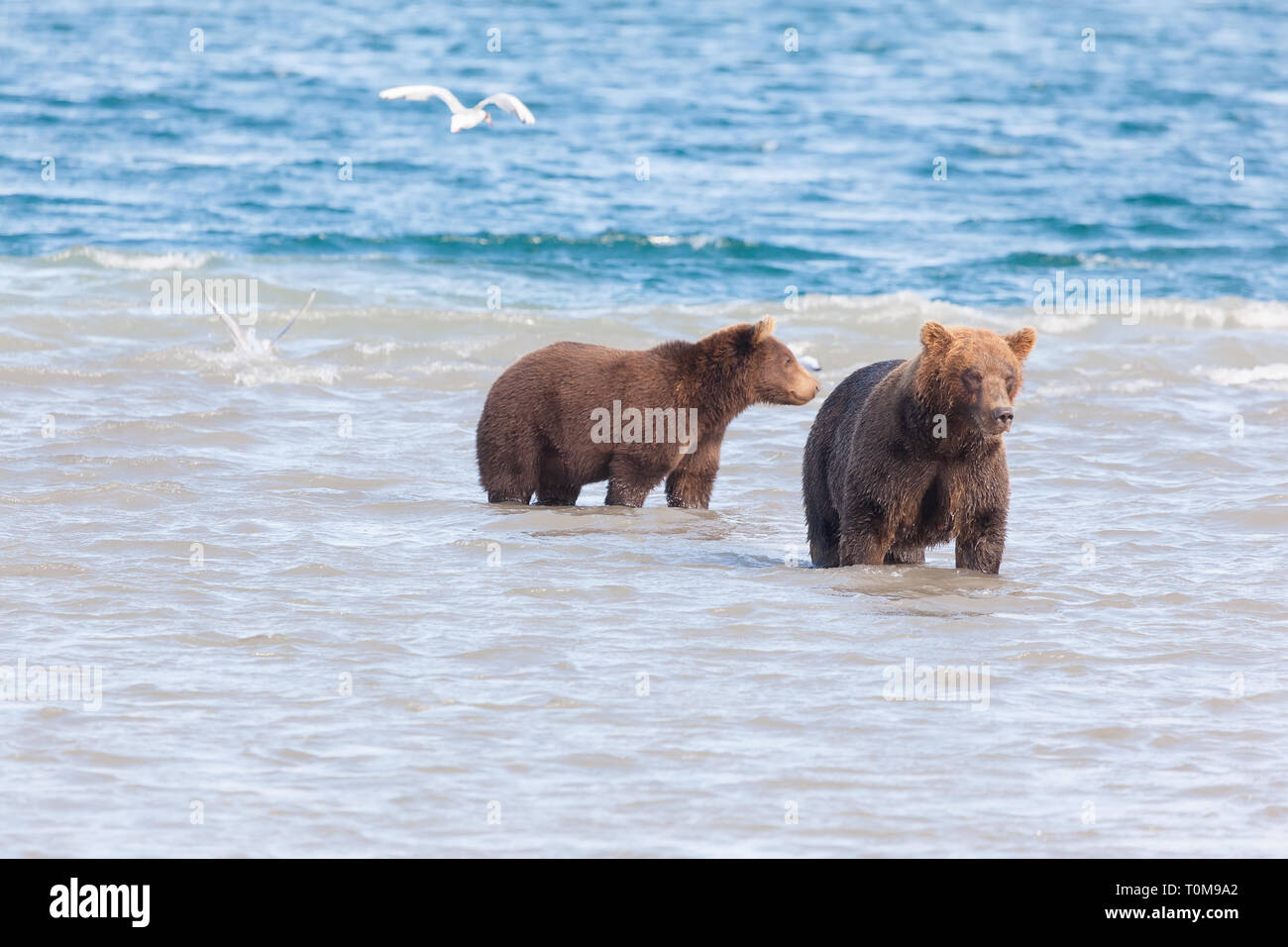 Pair of brown wild bears fishing in Kuril lake. Back view of bear ...
