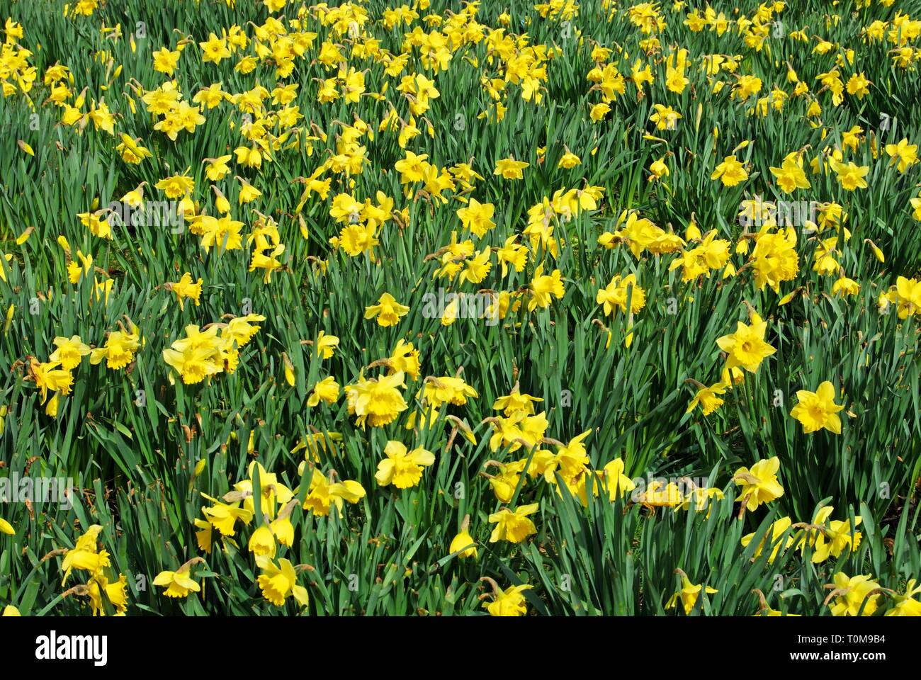 Field of yellow daffodils in full bloom, England, UK Stock Photo - Alamy