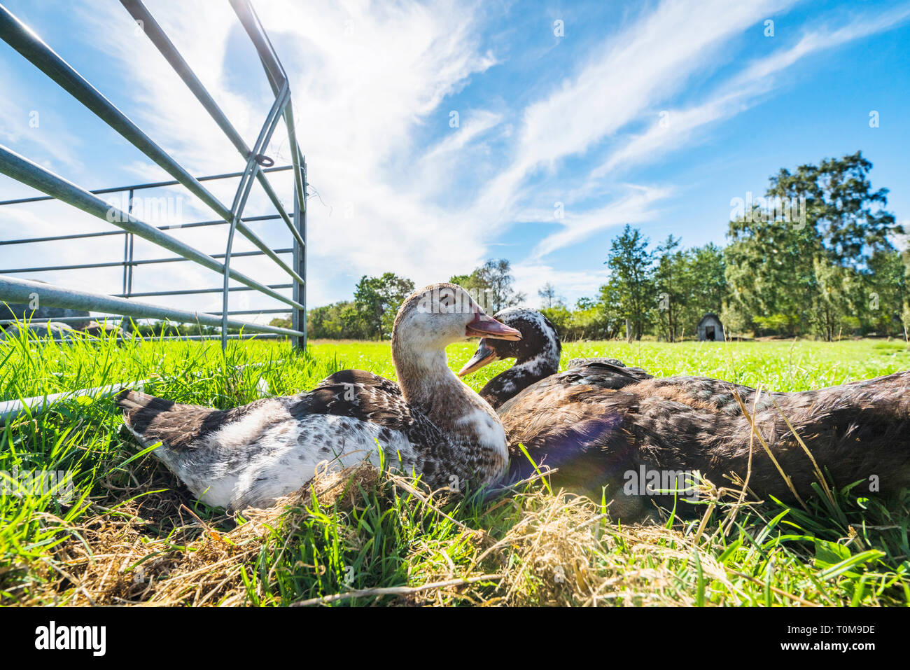 Ducks relaxing in the sun on green grass in the summer in an idyllic ...