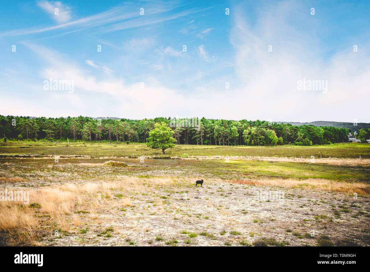 Black sheep in a summer landscape with dry plains under a blue sky ...
