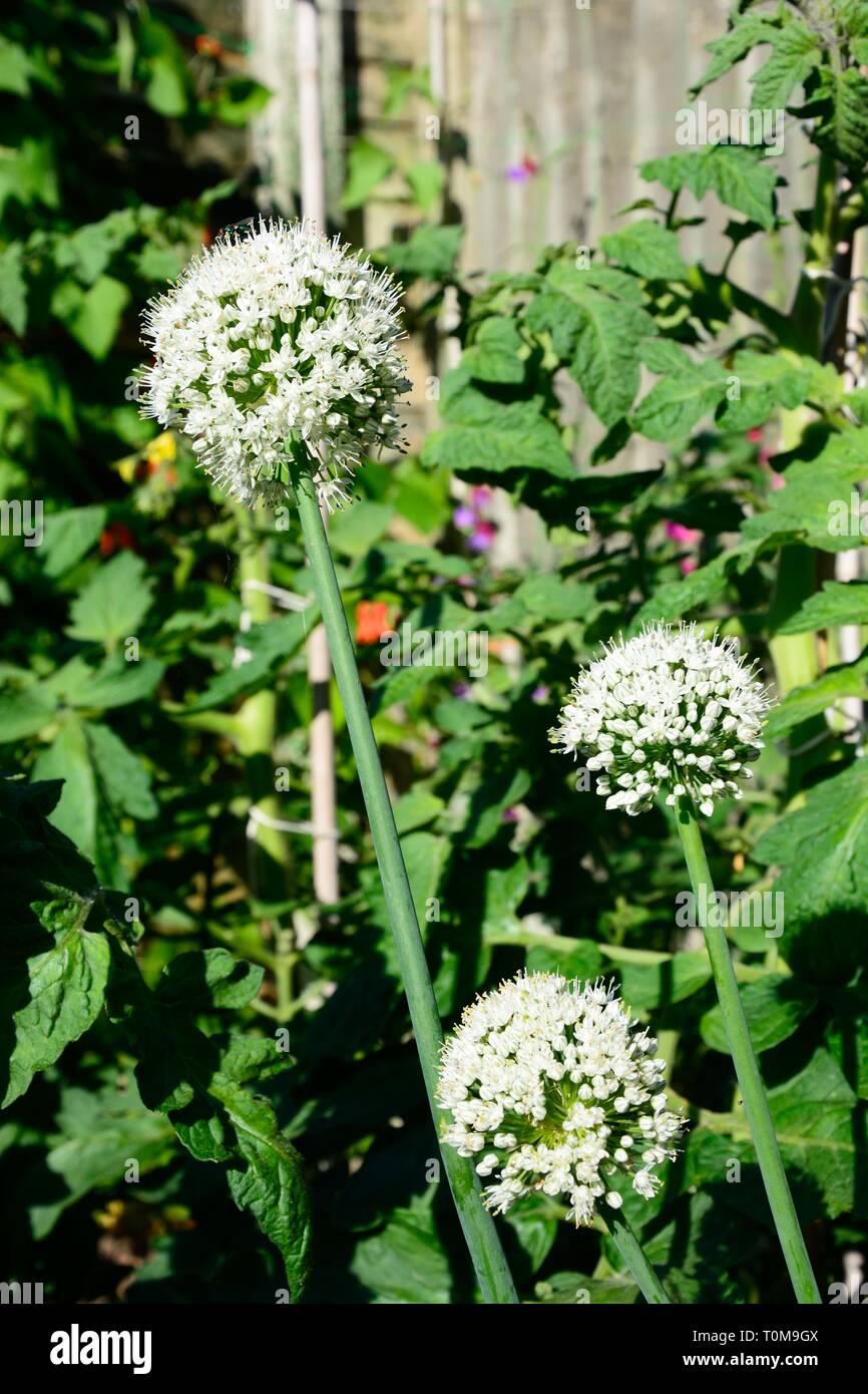 Round flower heads hi-res stock photography and images - Alamy
