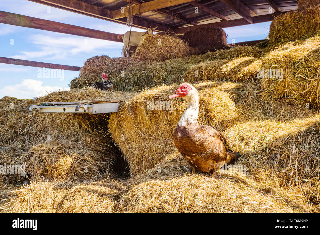 Farm animals in a barn with hay in an idyllic scenery in the summer ...