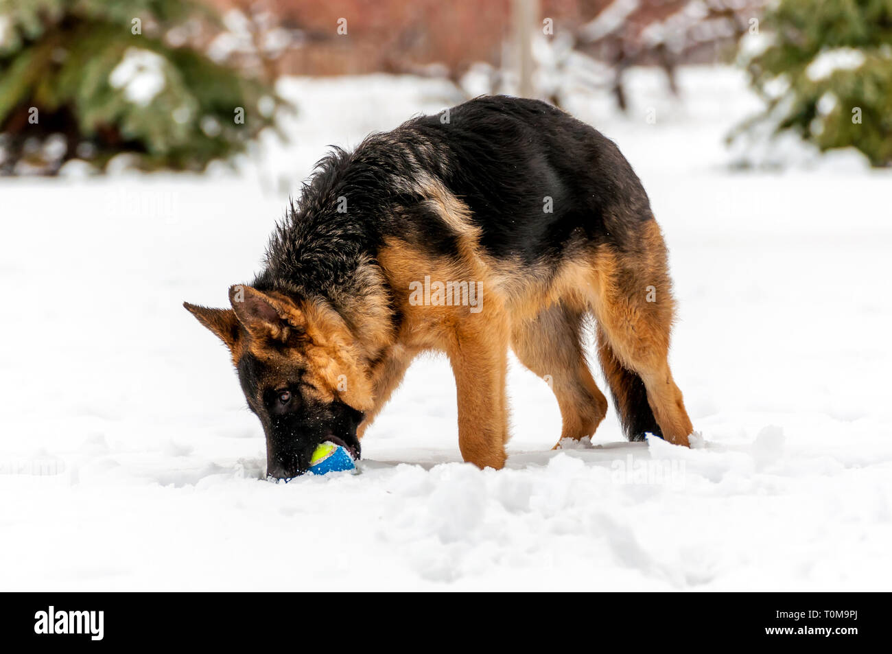 A beautiful playful german shepherd puppy dog playing with a tennis ...