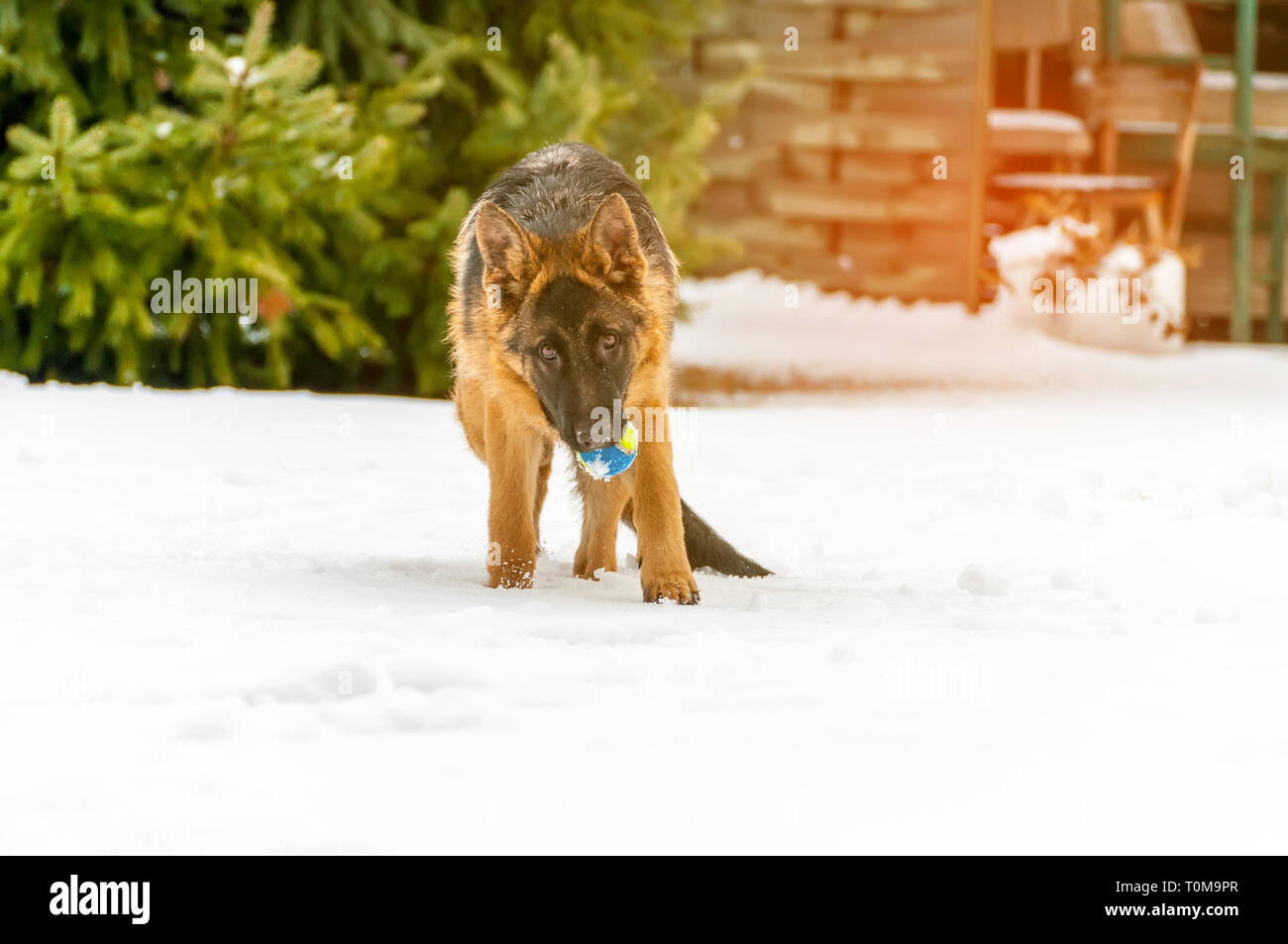 A beautiful playful german shepherd puppy dog playing with a tennis ...