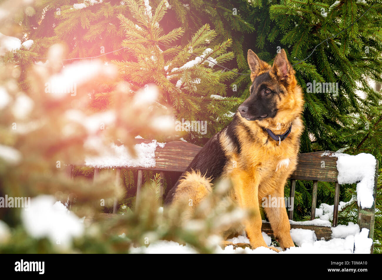 A beautiful playful german shepherd puppy dog sitting on a wooden bench ...