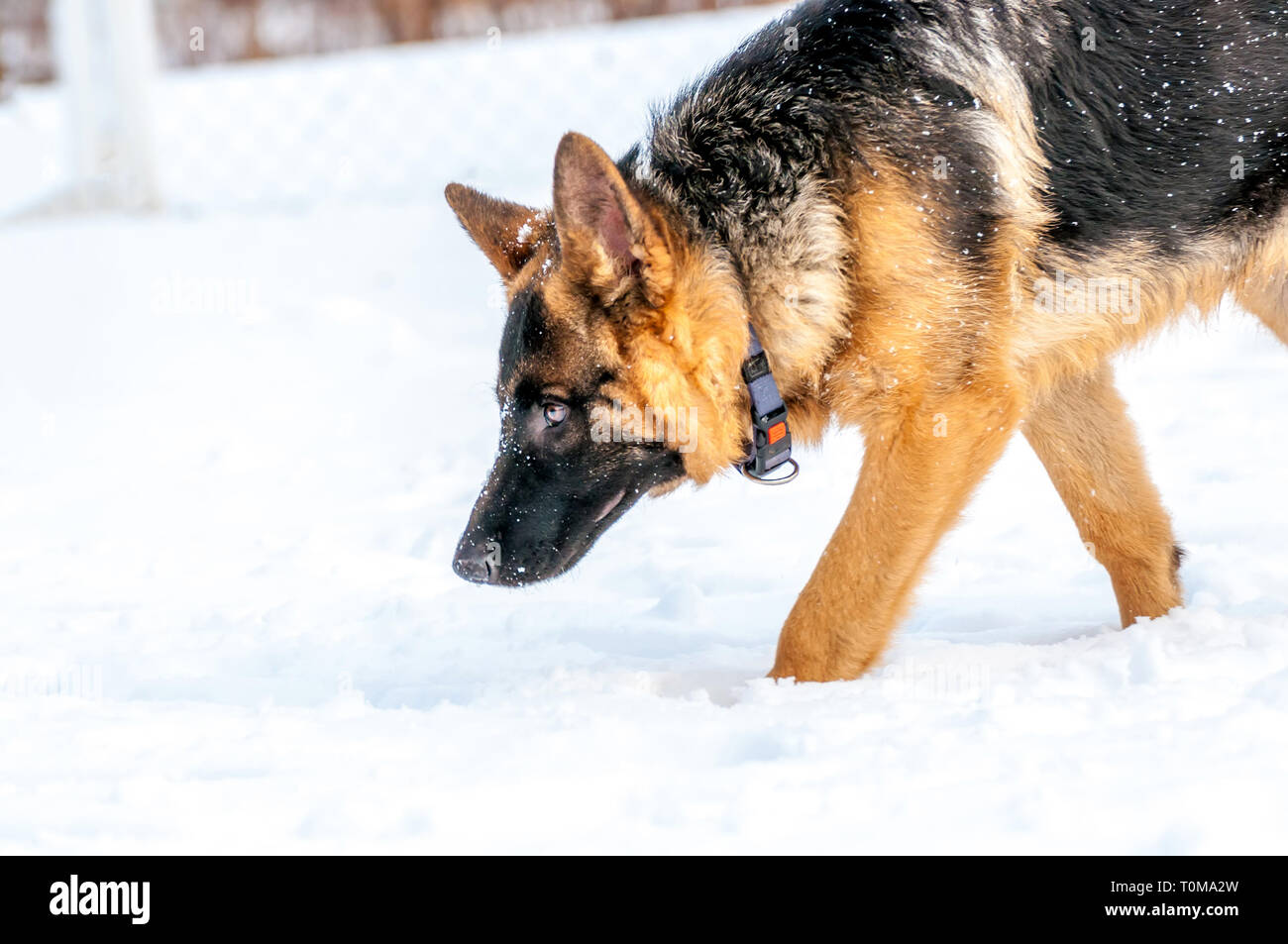 Beautiful German Shepherd Puppies