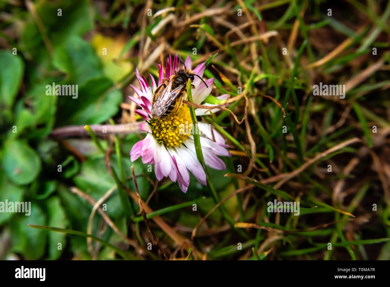 Dead bee hi-res stock photography and images - Alamy