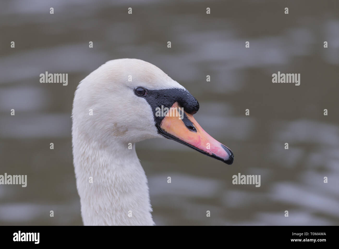 Swan head shot hi-res stock photography and images - Alamy