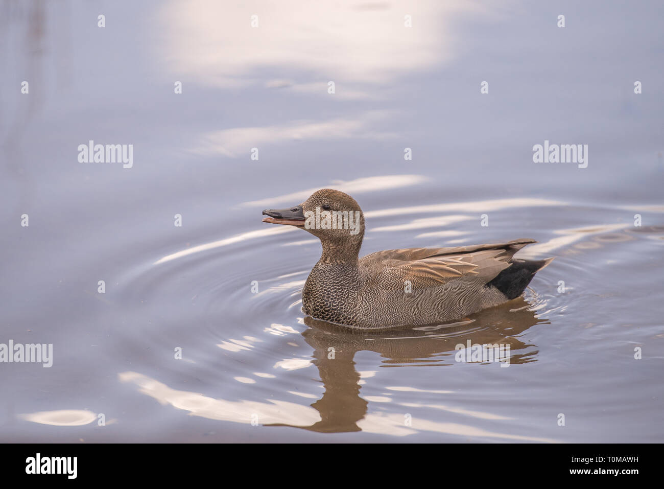 Gadwalls Duck High Resolution Stock Photography and Images - Alamy