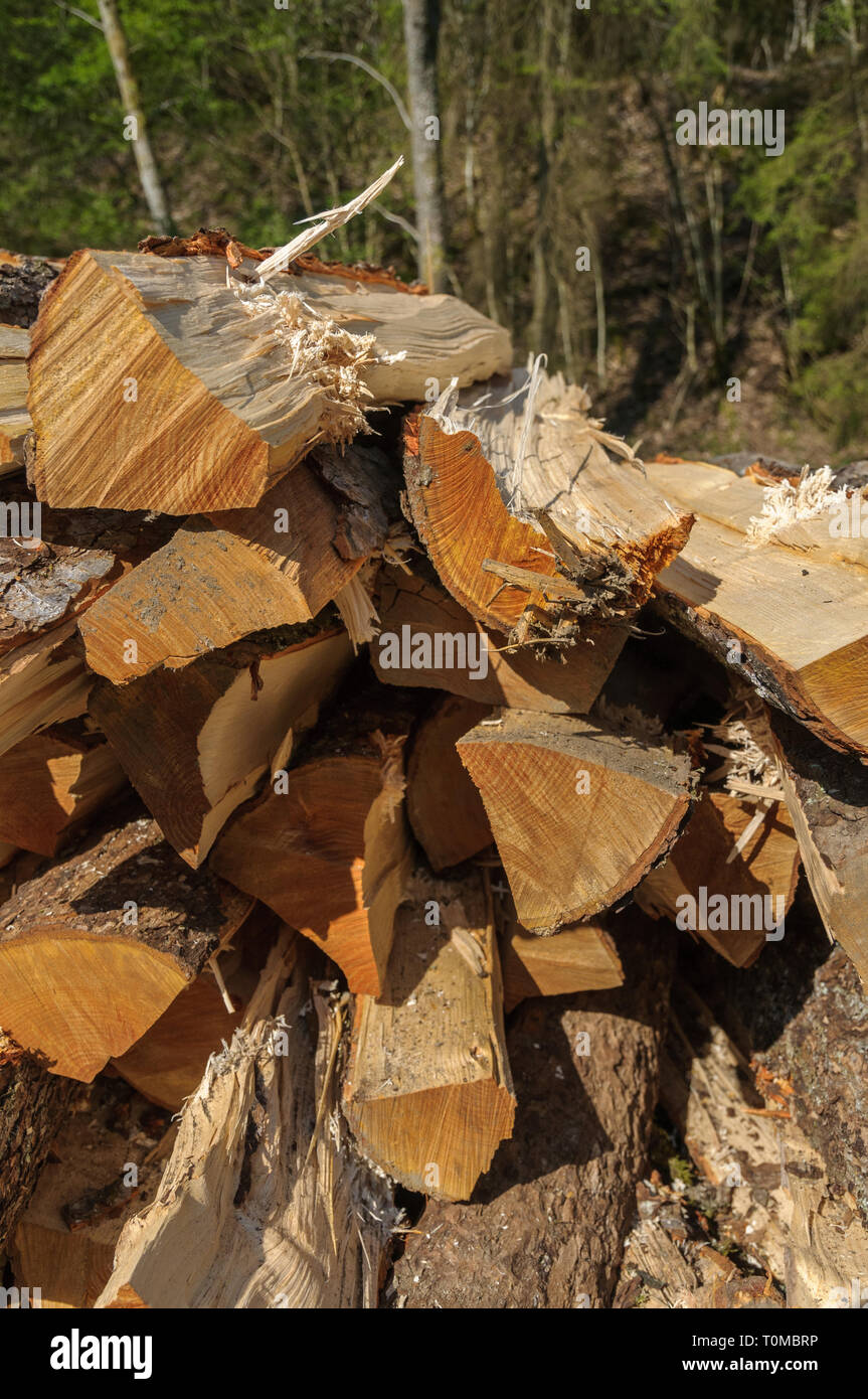 A pile of freshly chopped wooden logs lying in the sunshine in a forest ...