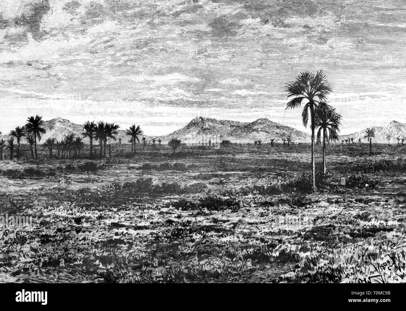 geography / travel, Venezuela, landscape, Llanos of Apure, wood ...