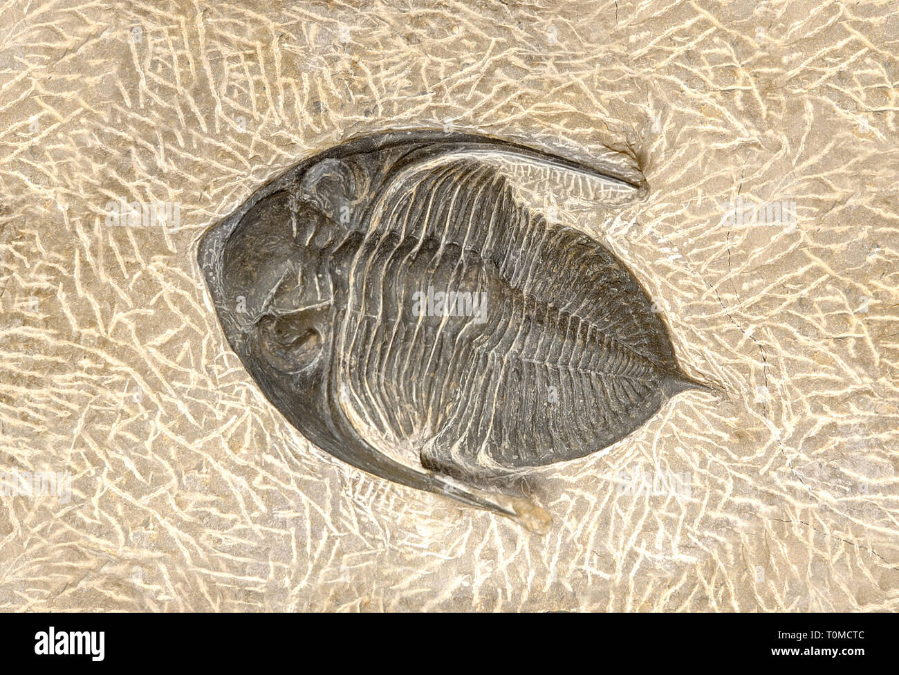 Natural background, petrified sea organism in sediments Stock Photo - Alamy