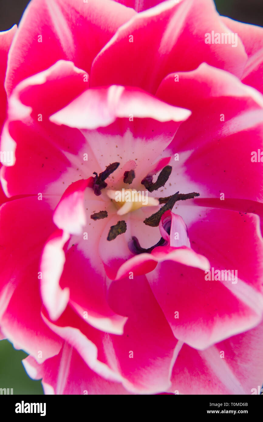 Fluffy pink tulips hi-res stock photography and images - Alamy