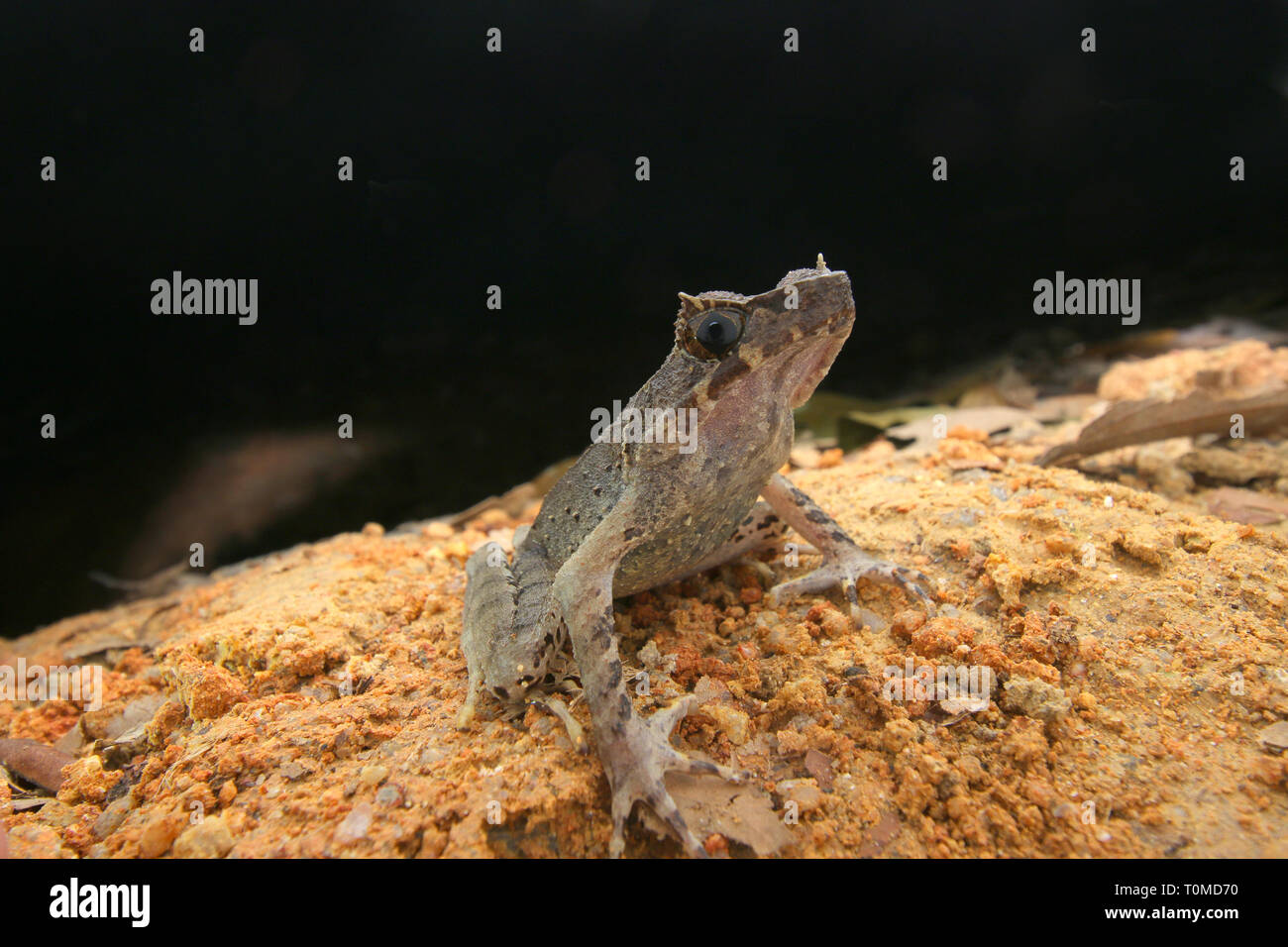 Malaysian horned frog hi-res stock photography and images - Alamy