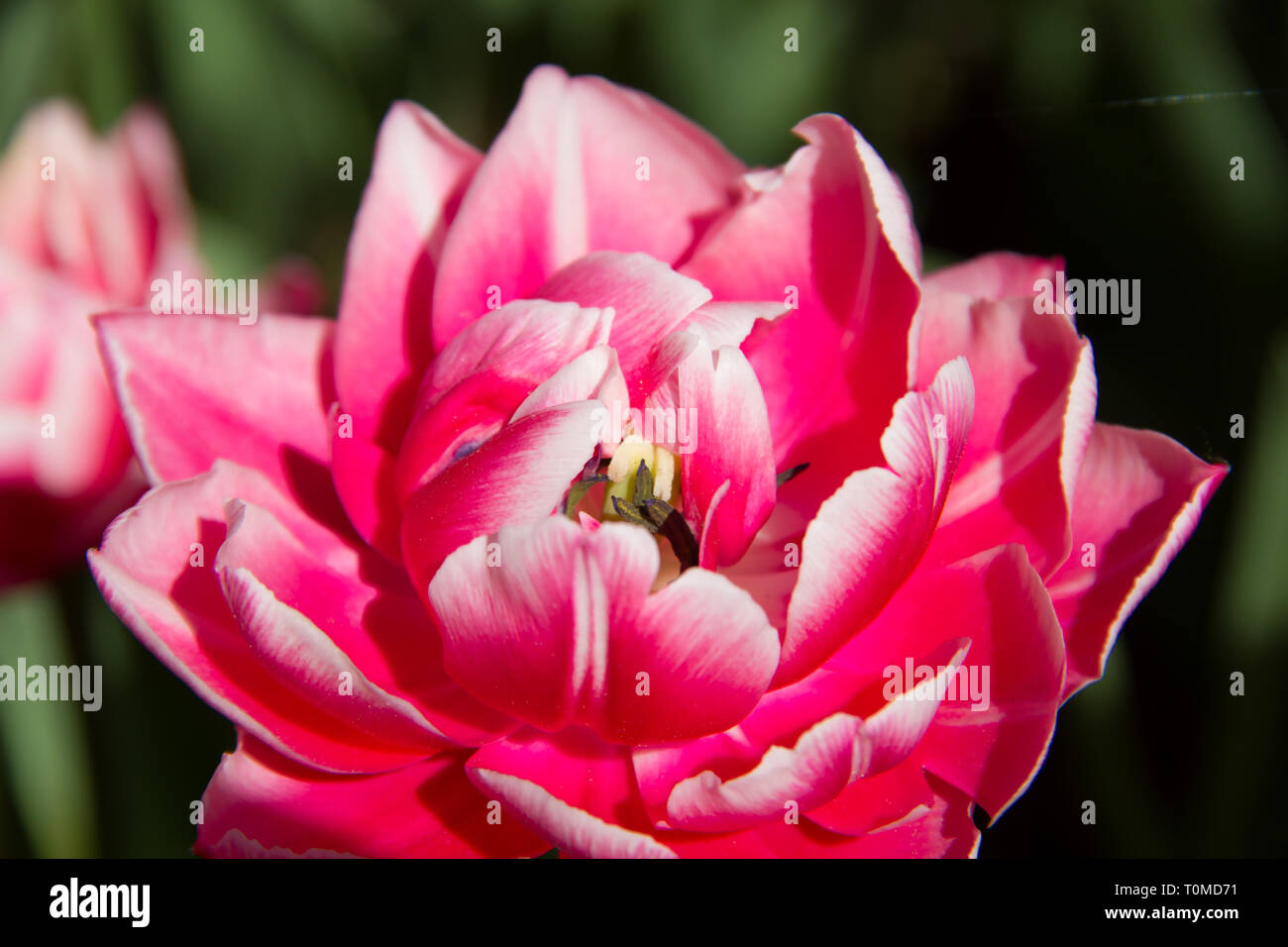 Bright pink tyulan. Fluffy tulip. Blooming flower Stock Photo - Alamy