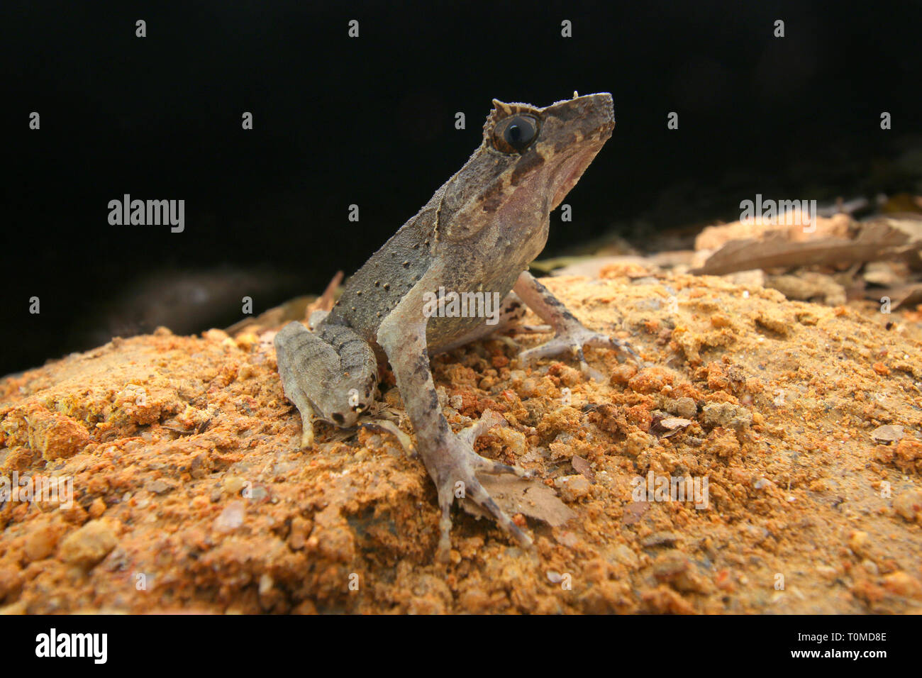Long-legged Horned Frog (Xenophrys longipes Stock Photo - Alamy