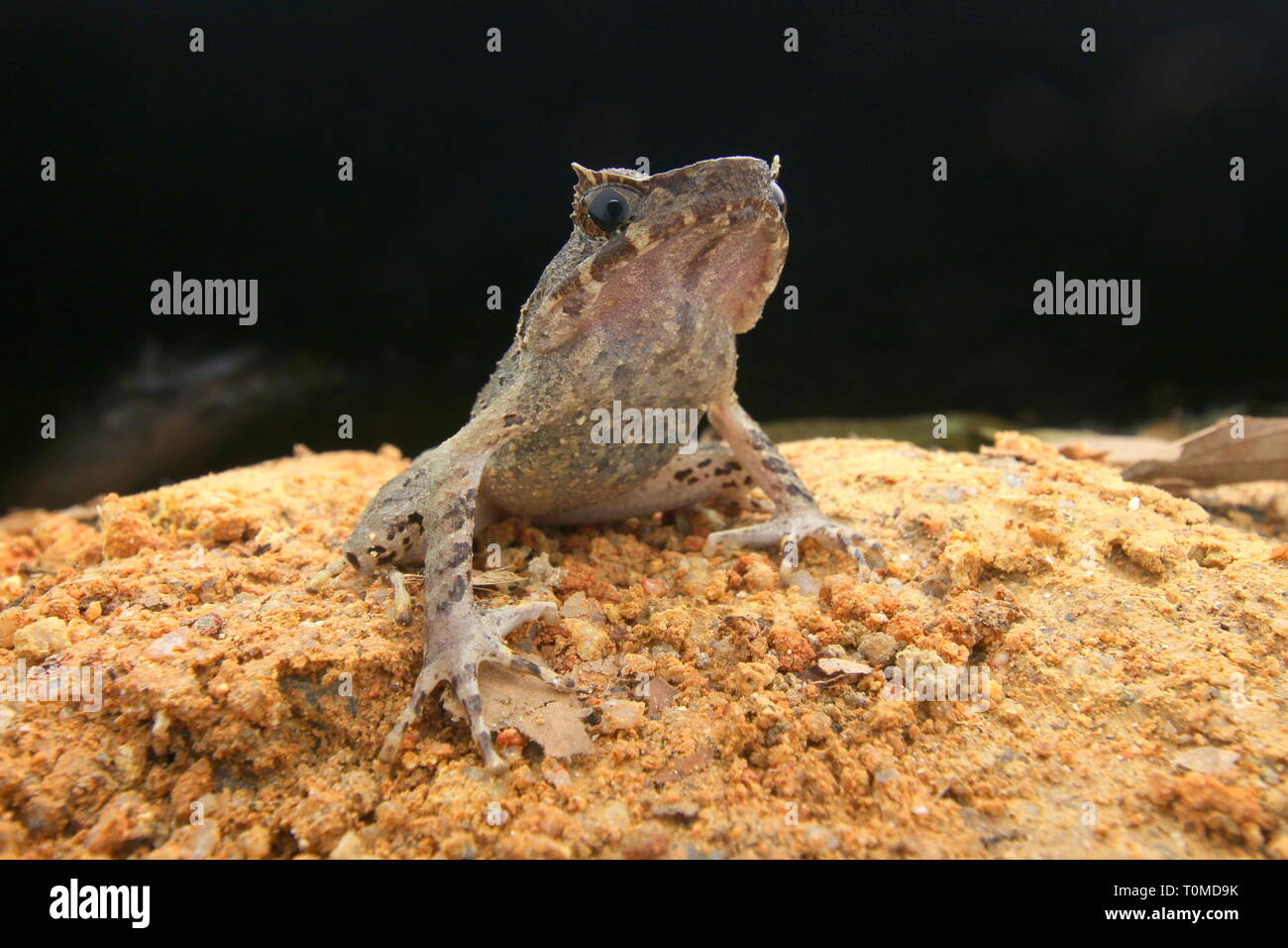 Long-legged Horned Frog (Xenophrys longipes Stock Photo - Alamy