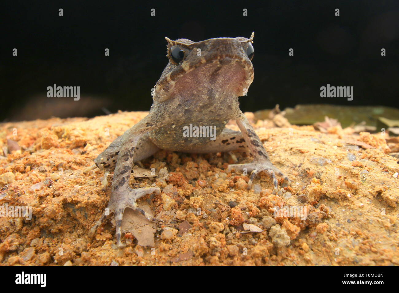 Malaysian horned frog hi-res stock photography and images - Alamy