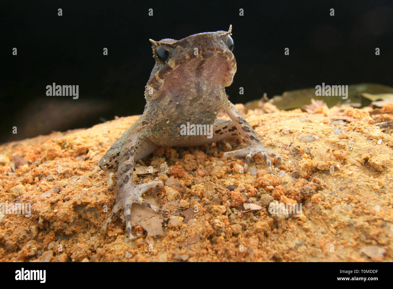Long-legged Horned Frog (Xenophrys longipes Stock Photo - Alamy