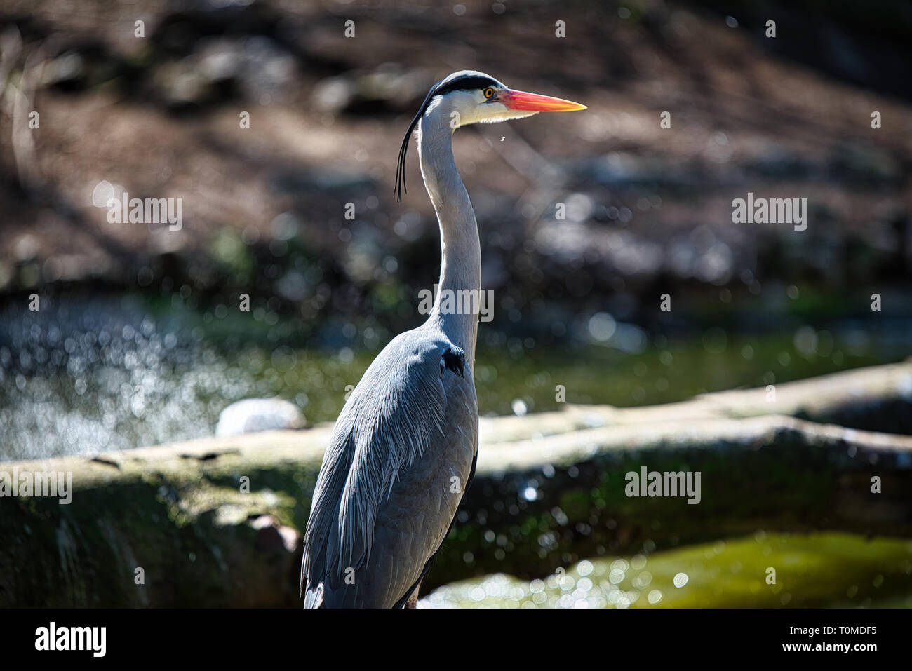Wildlife Wild Animals Zoo Stock Photo - Alamy