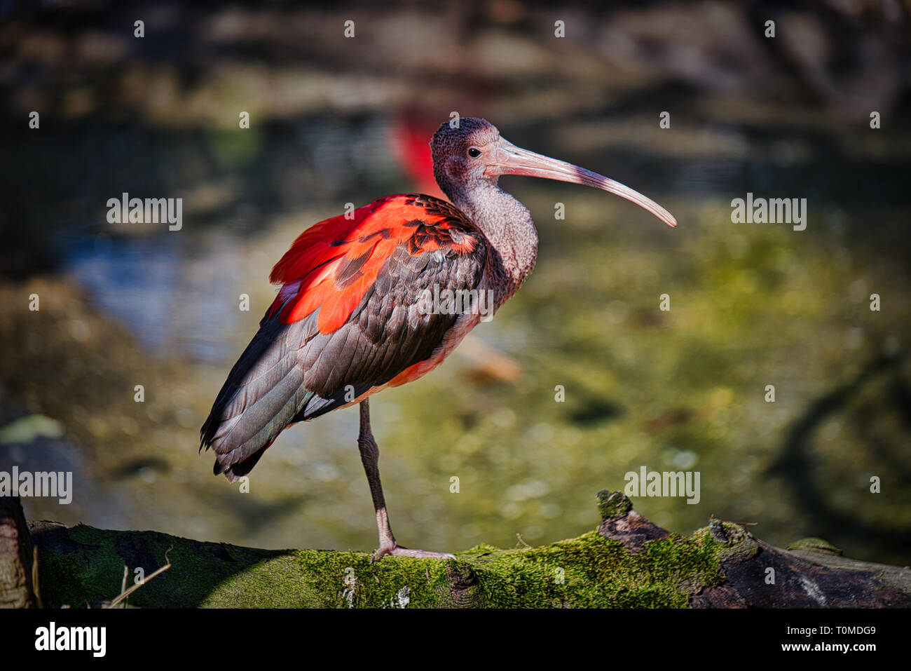 Wildlife Wild Animals Zoo Stock Photo - Alamy