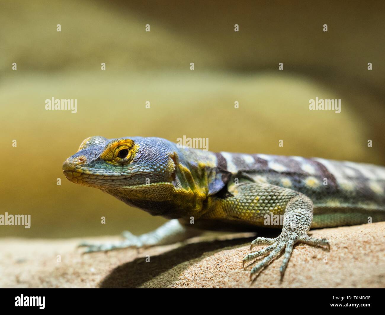 California Rock Lizard (Petrosaurus thalassinus) - the detail of the ...