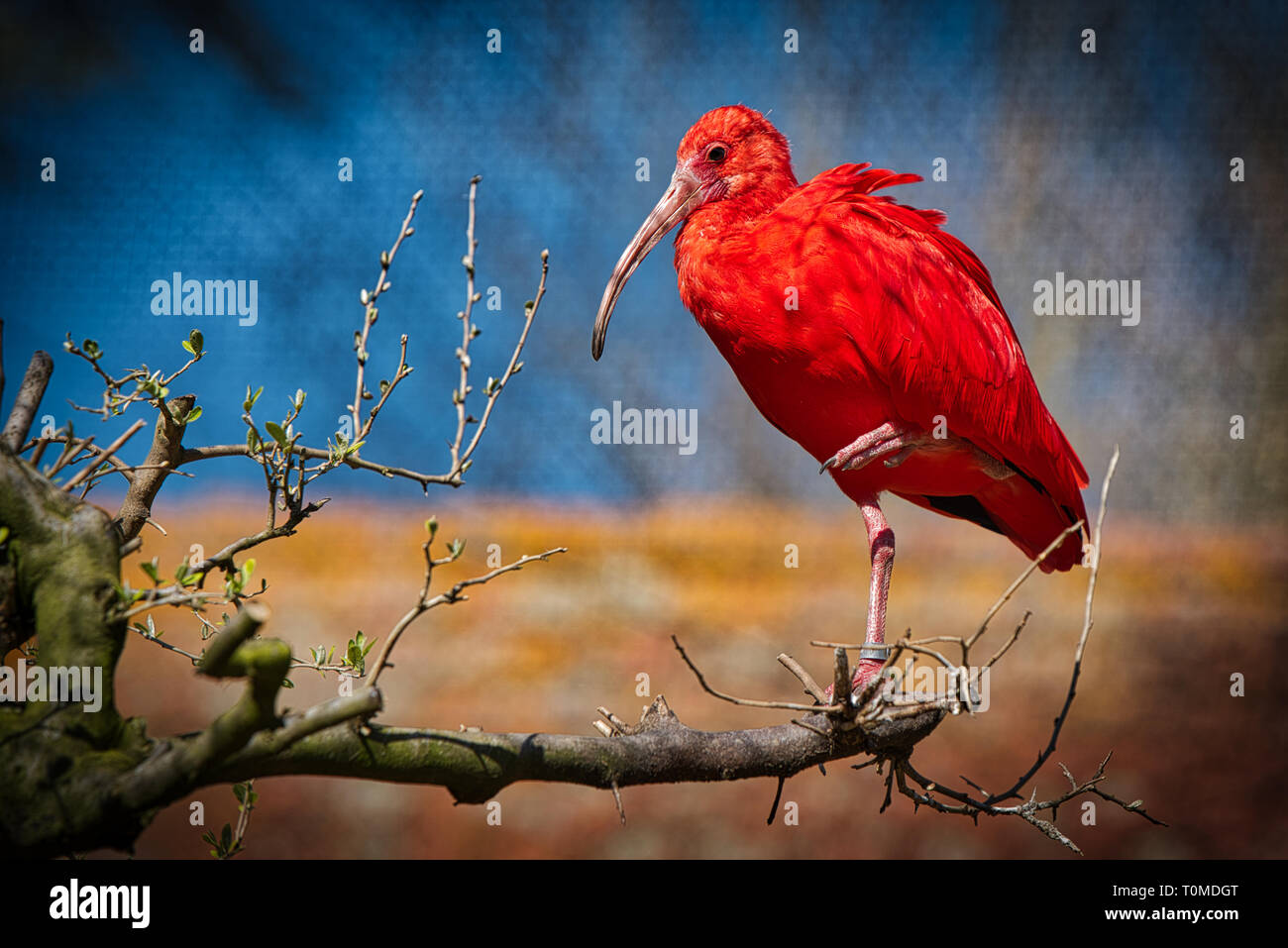 Hot Weather Animals High Resolution Stock Photography and Images - Alamy