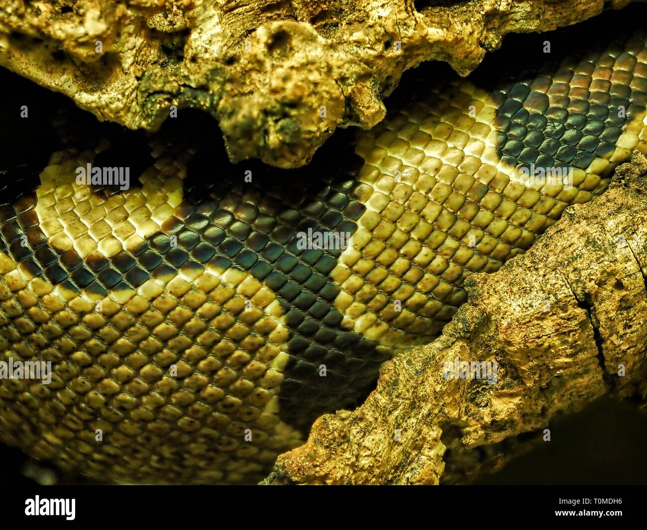 Shiny scales hi-res stock photography and images - Alamy