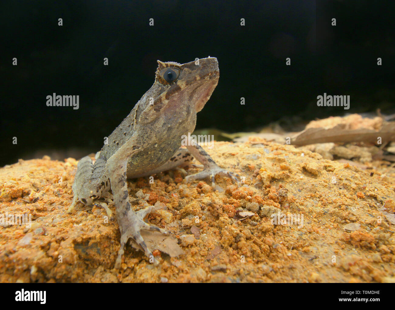 Long-legged Horned Frog (Xenophrys longipes Stock Photo - Alamy
