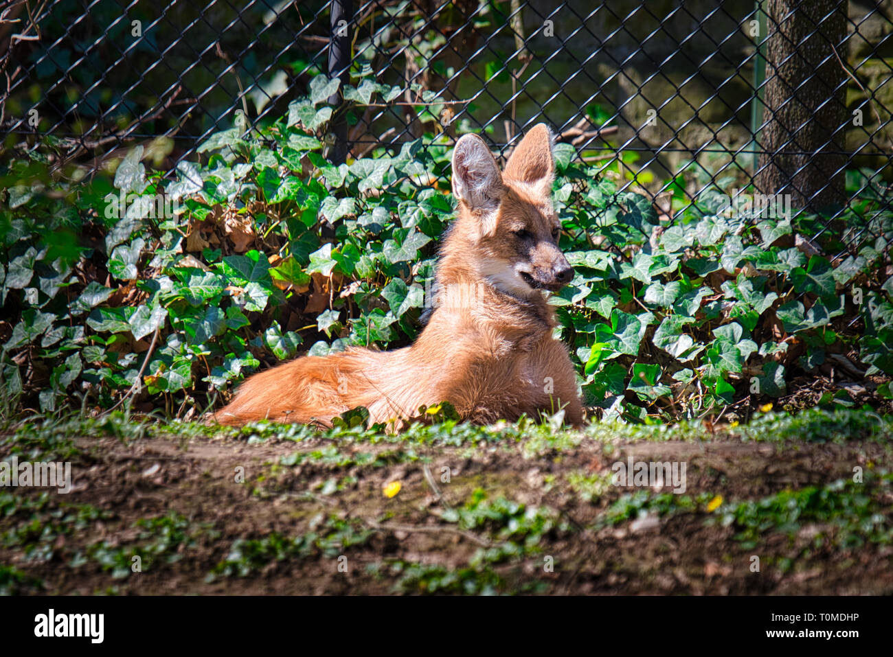 Wildlife Wild Animals Zoo Stock Photo - Alamy