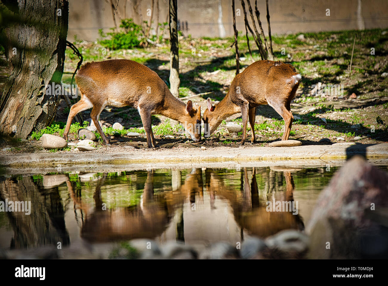 Wildlife Wild Animals Zoo Stock Photo - Alamy
