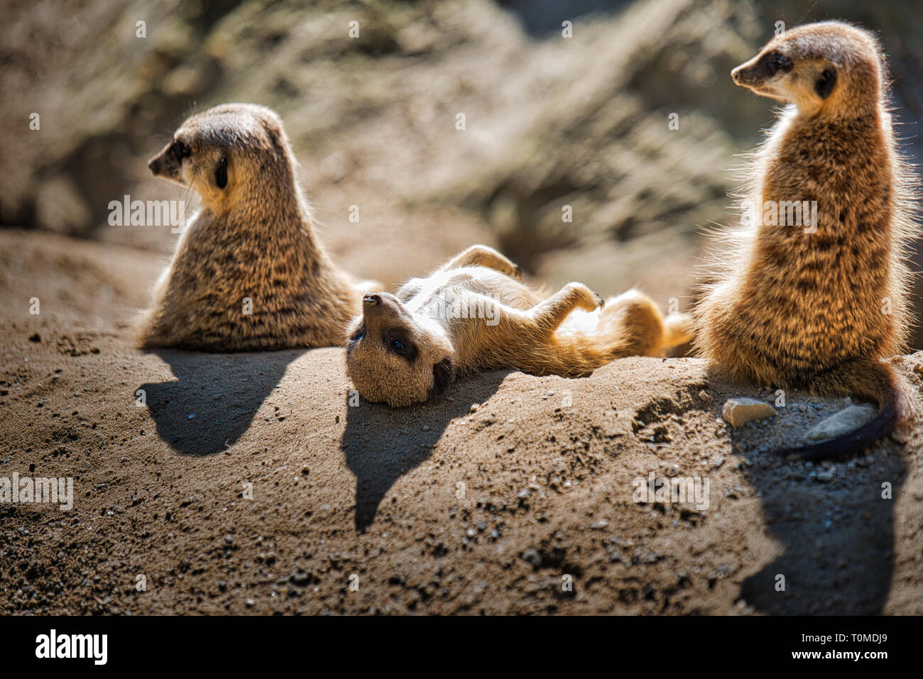 Wildlife Wild Animals Zoo Stock Photo - Alamy