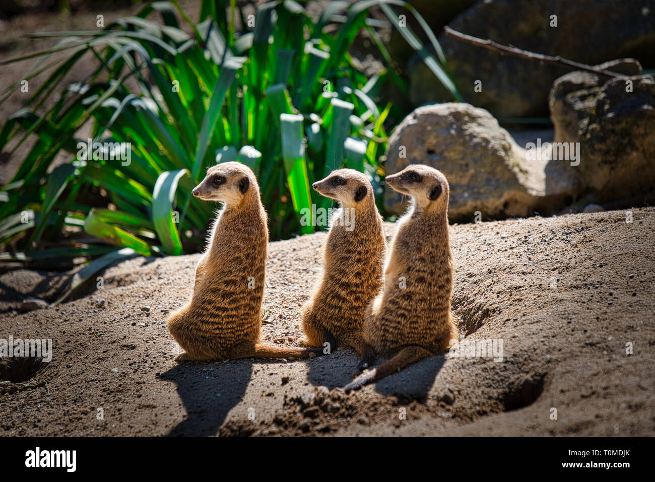 Wildlife Wild Animals Zoo Stock Photo - Alamy