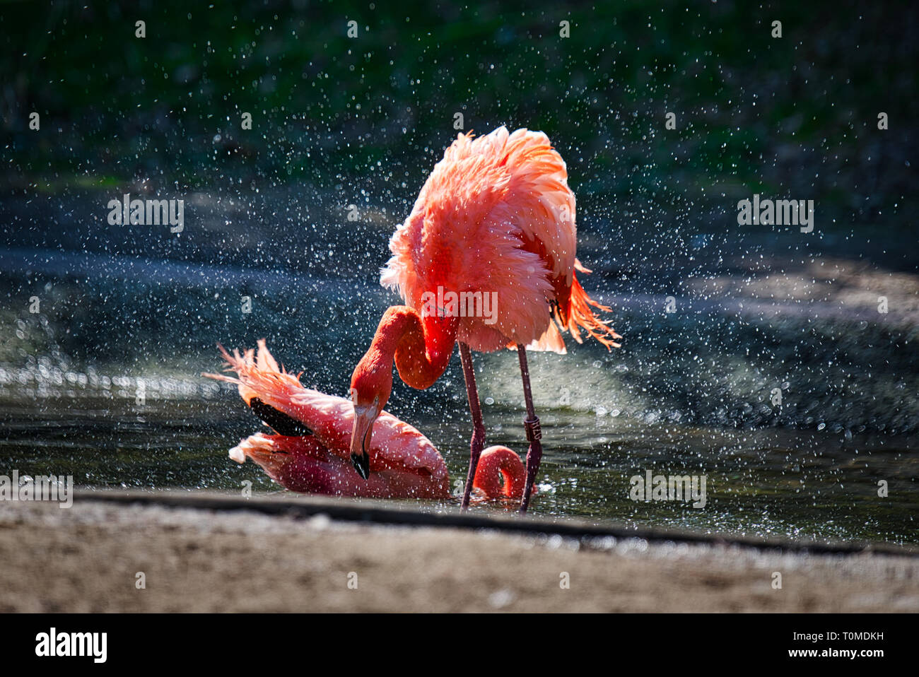 Wildlife Wild Animals Zoo Stock Photo - Alamy
