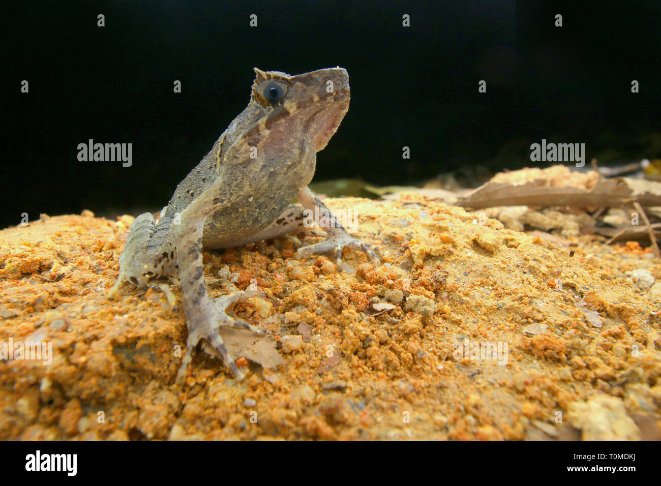 Long-legged Horned Frog (Xenophrys longipes Stock Photo - Alamy