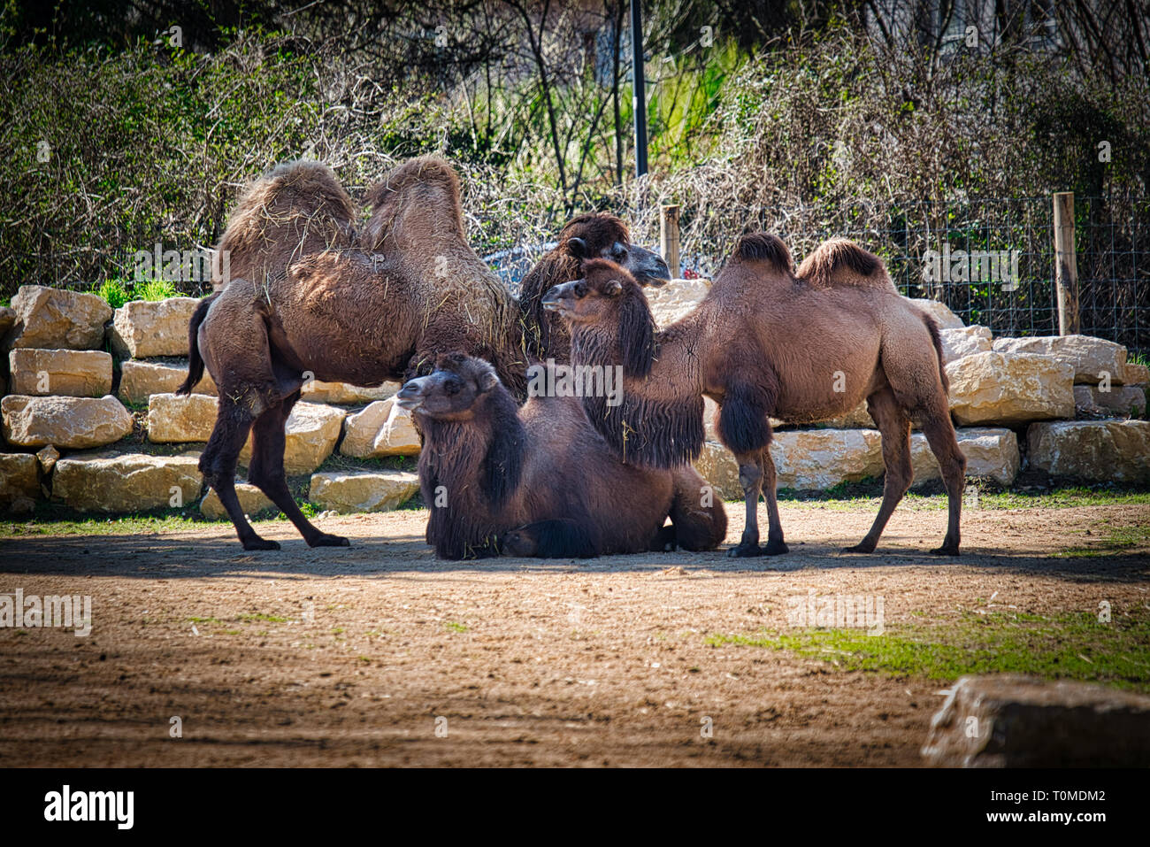Wildlife Wild Animals Zoo Stock Photo - Alamy