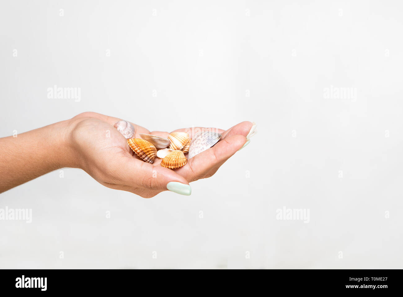 Female hand holding shells Stock Photo - Alamy