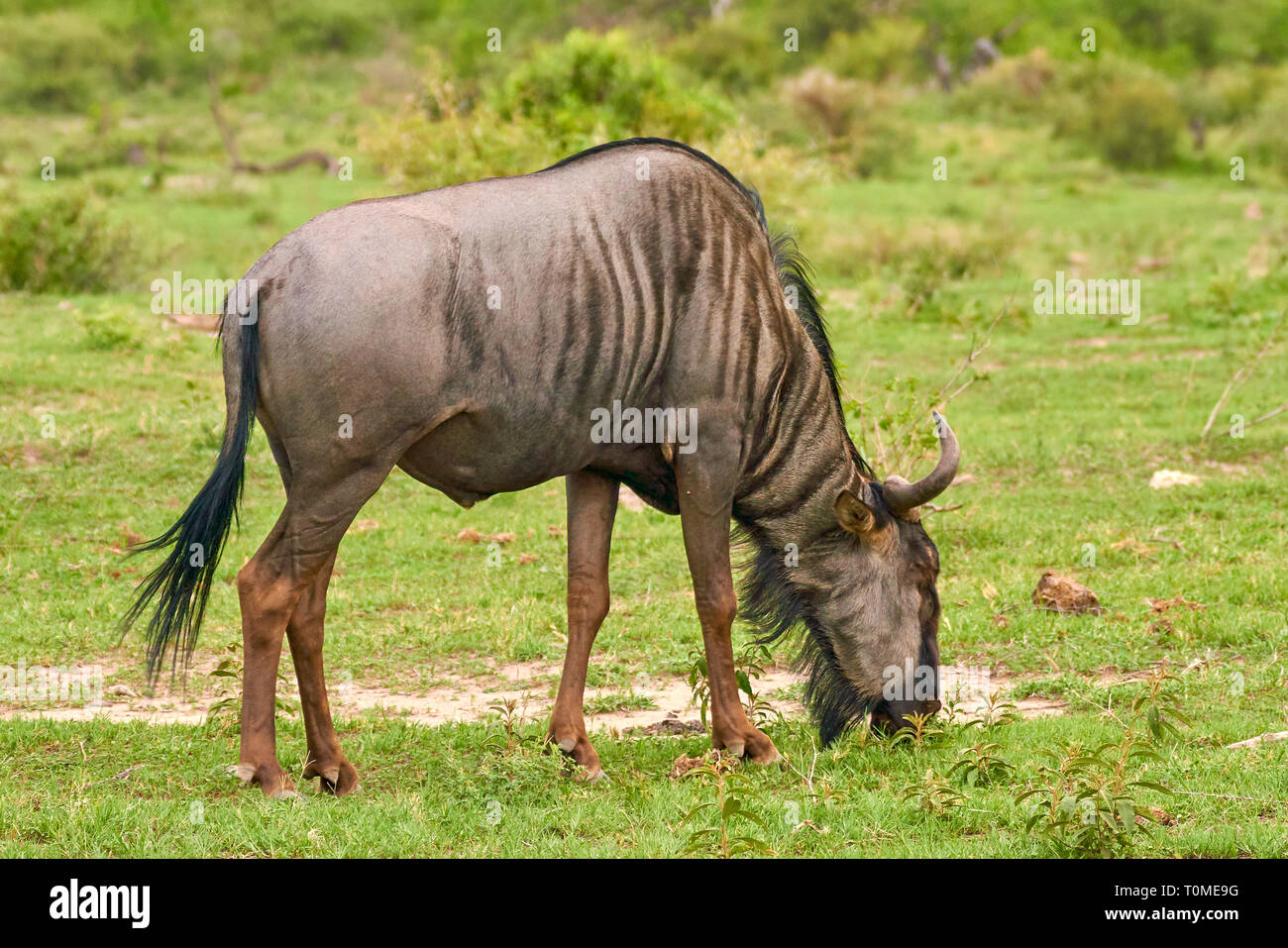 African animal, Lion, Zebra, Wildebeest, Elephant, Calves, Giraffe ...