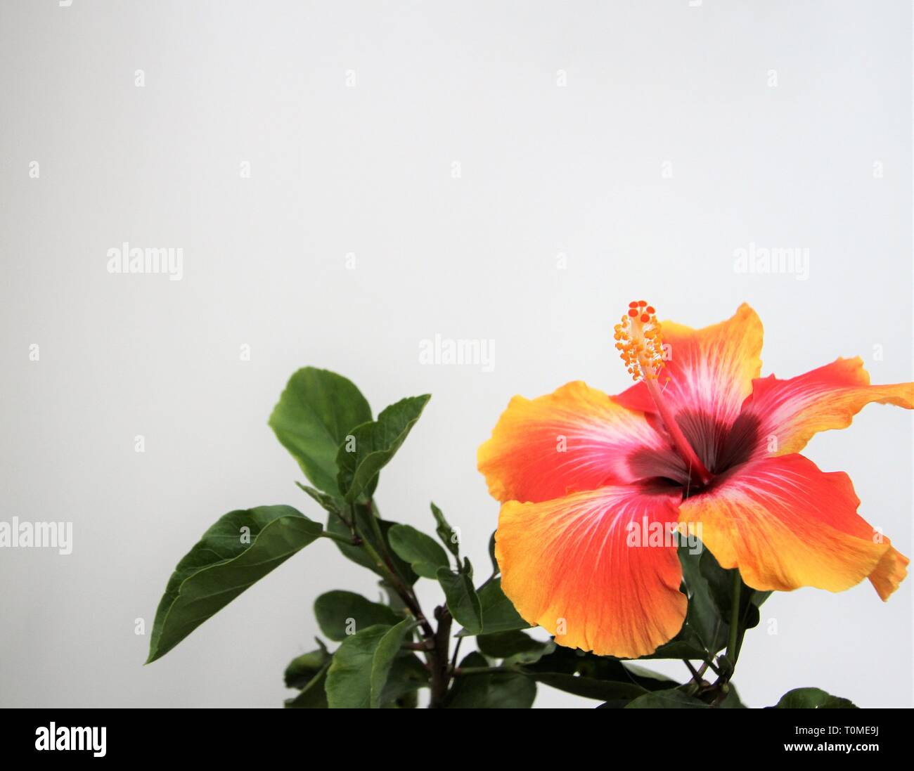 Deep green leaves hi-res stock photography and images - Alamy