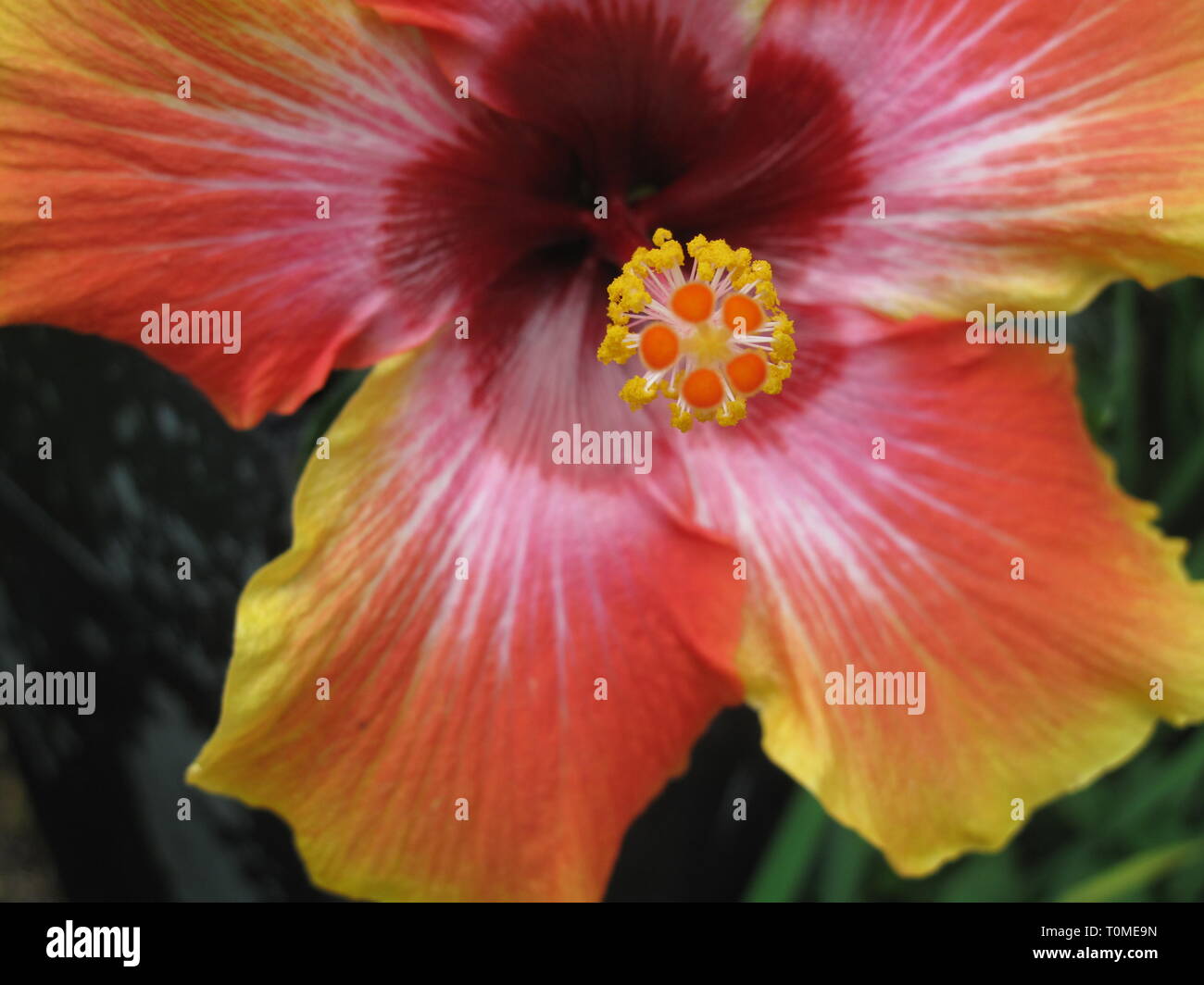 Deep red hibiscus hi-res stock photography and images - Alamy