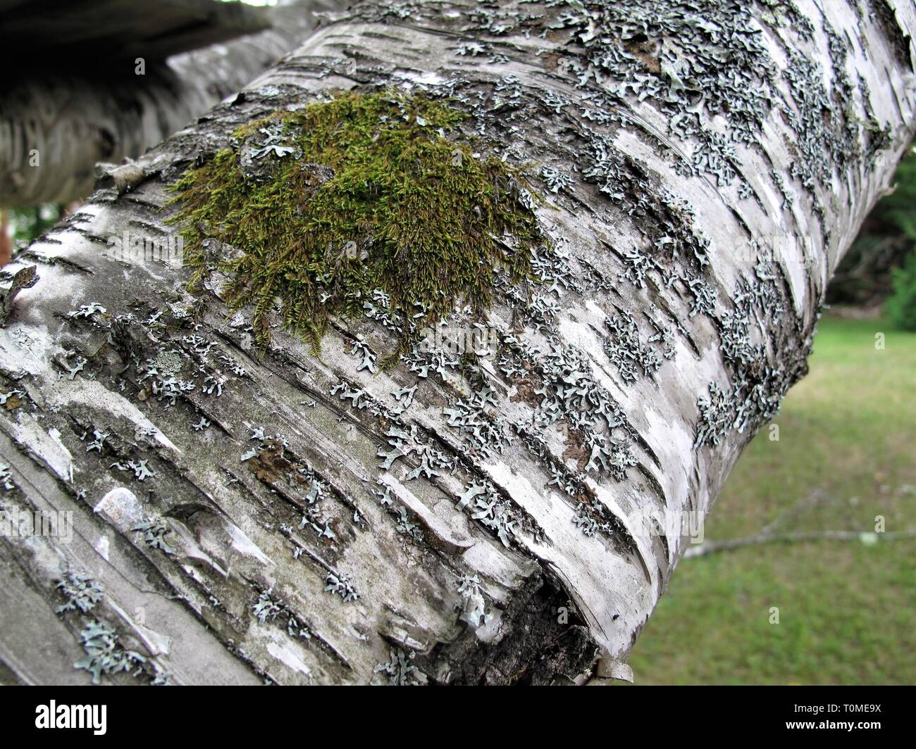 Birch tree growth hi-res stock photography and images - Alamy