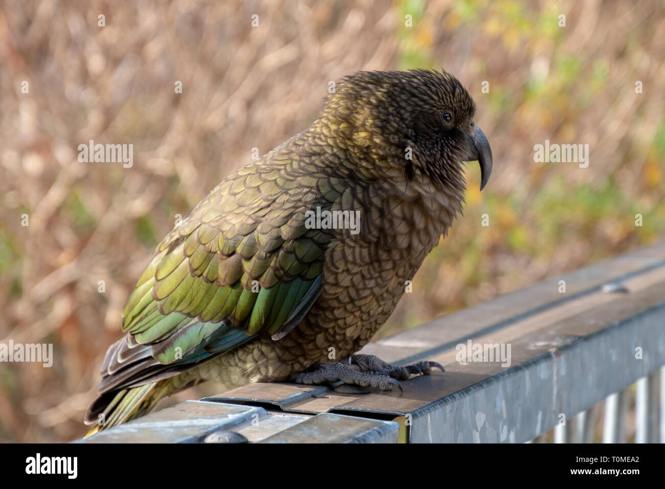 Kea damage hi-res stock photography and images - Alamy