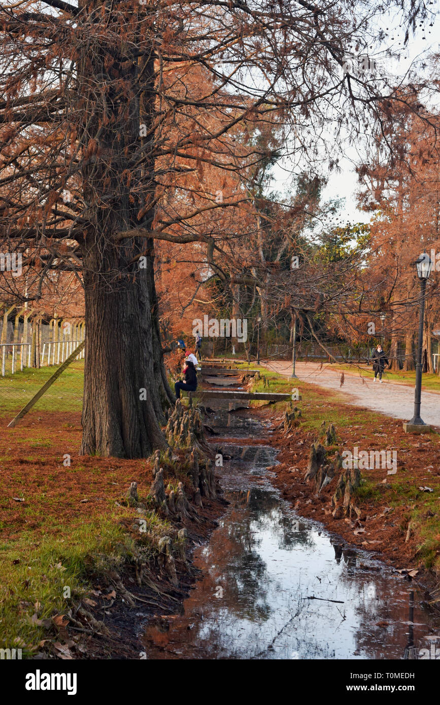 The tree and the waterway Stock Photo - Alamy