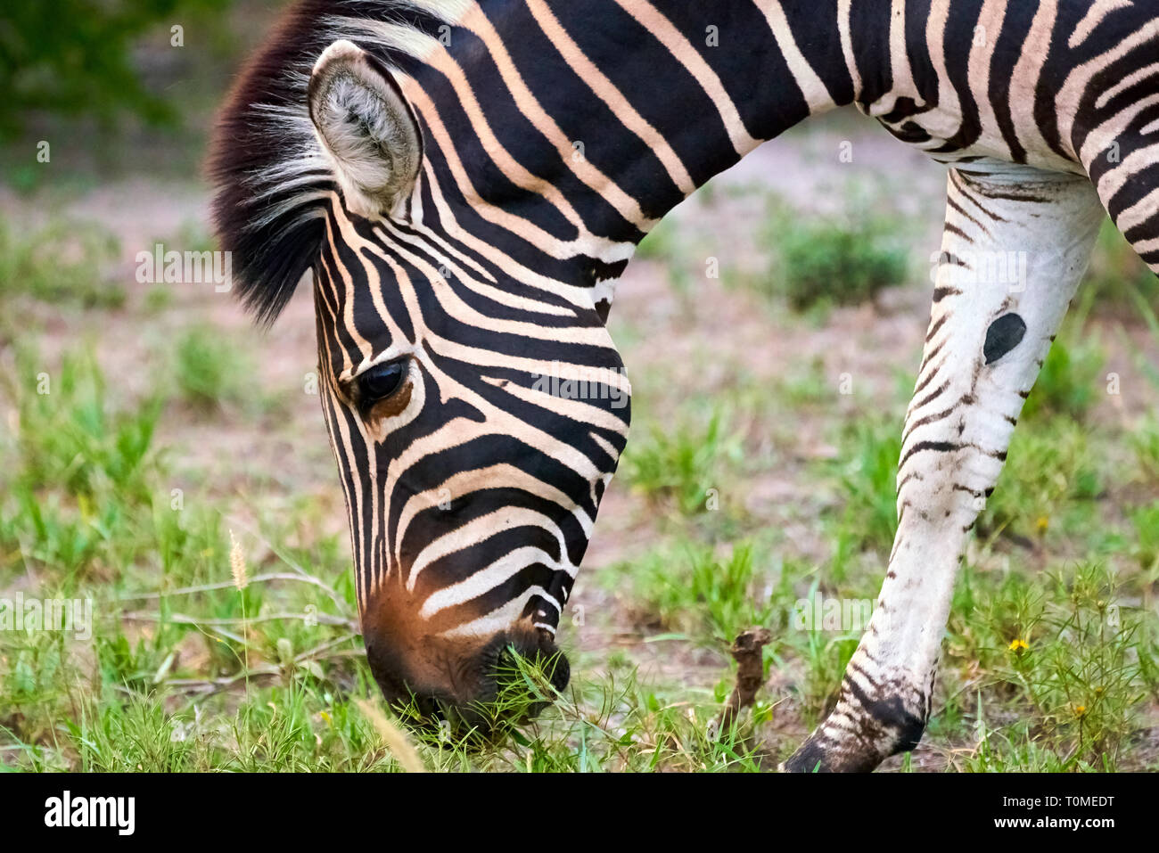 Equus Zebra Back High Resolution Stock Photography and Images - Alamy