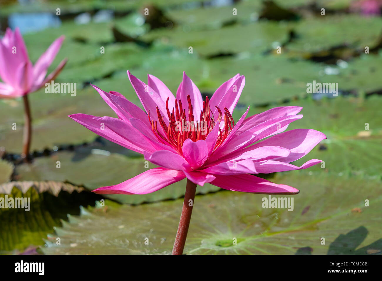 Beautiful pink lotus, water plant in a pond in the tropical garden ...